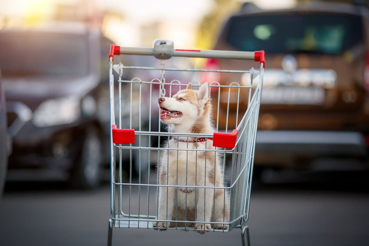 Filhote de cachorro ‘Flea-Ridden’ distribuído na área de estacionamento ...